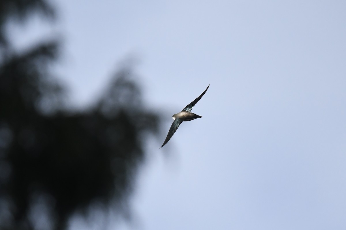 Taiwan Bird Atlas Checklist - 8 Sep 2024 - 嘉義--阿里山森林遊樂區小笠原山觀景台(Chiayi ...