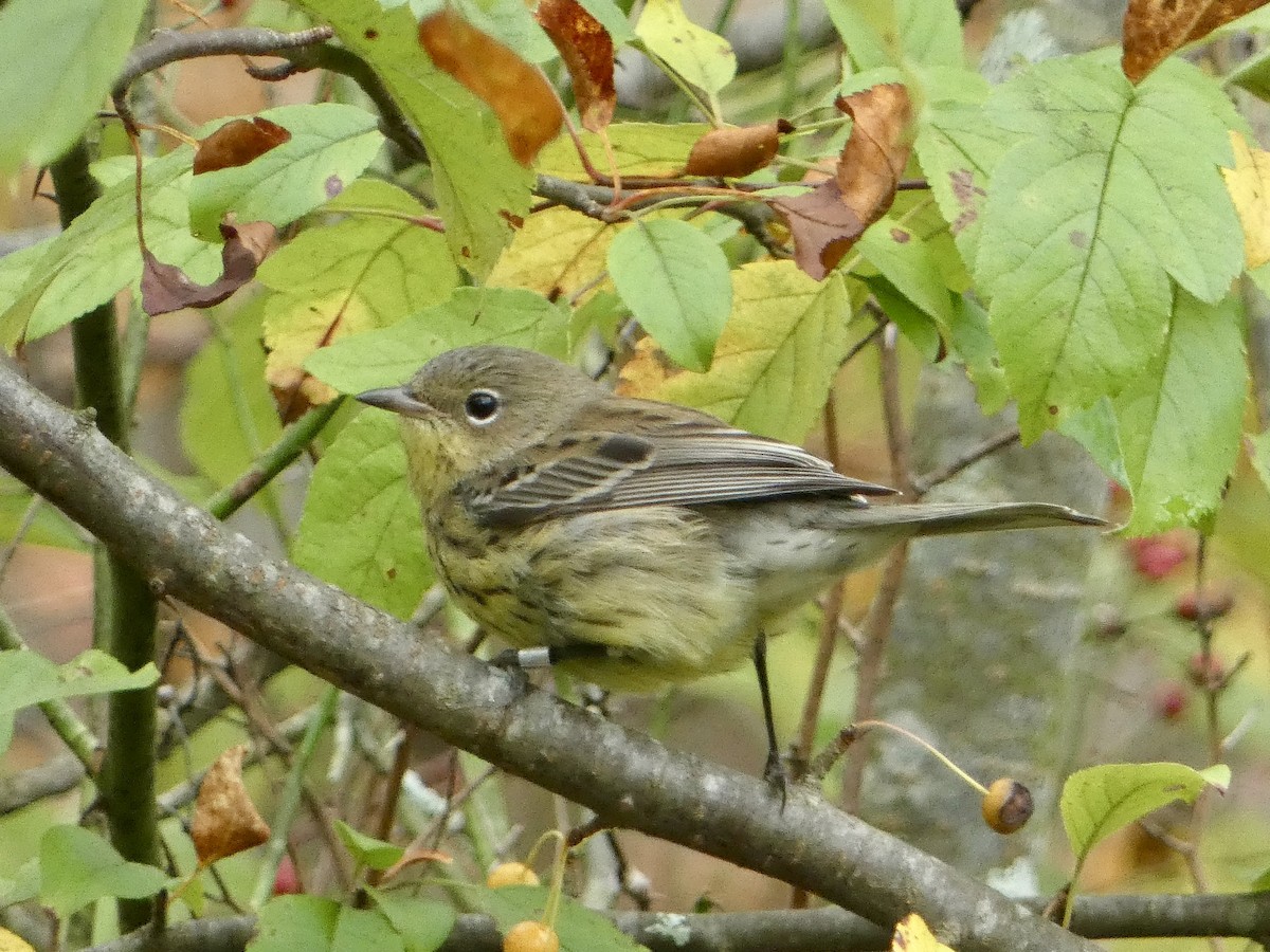 Pennsylvania Bird Atlas Checklist - 26 Sep 2024 - Powdermill Nature ...