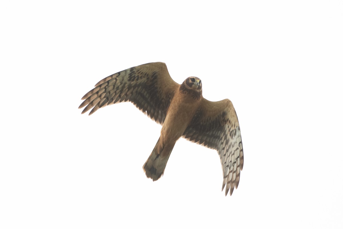 eBird Checklist - 26 Sep 2024 - Holiday Beach CA--Hawk Tower - 104 ...