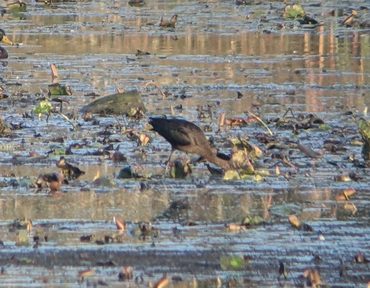 eBird Checklist - 27 Sep 2024 - Cambridge--Hespeler Mill Pond (Ellacott ...