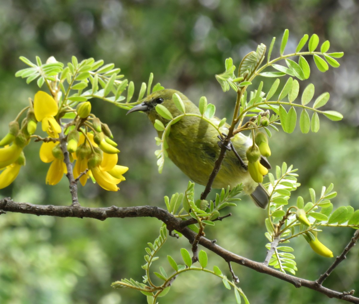 eBird Checklist - 21 Sep 2024 - Pu'u La'au, Palila Discovery Trail and ...