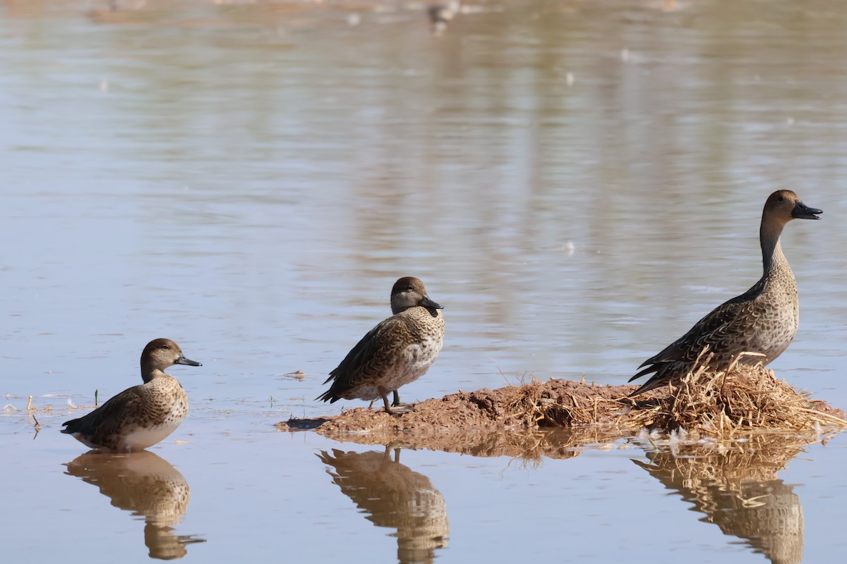 eBird Checklist - 27 Sep 2024 - Riparian Preserve at Gilbert Water ...