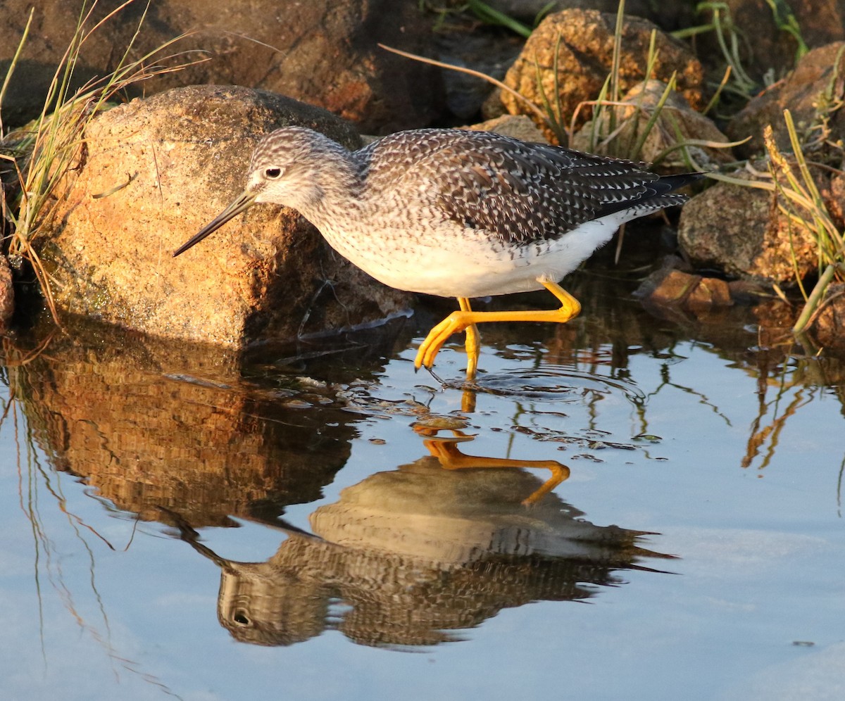 eBird Checklist - 13 Sep 2024 - CBS--Kelligrews--Pond Road & Outflow ...