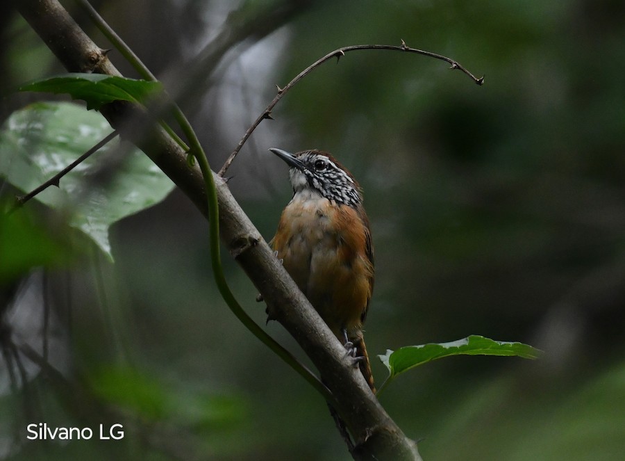 Happy Wren (Mainland) - eBird