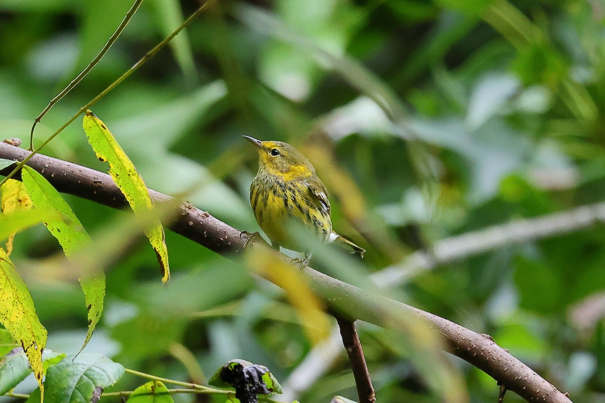 eBird Checklist - 28 Sep 2024 - Swan Harbor Farm Park - 60 species