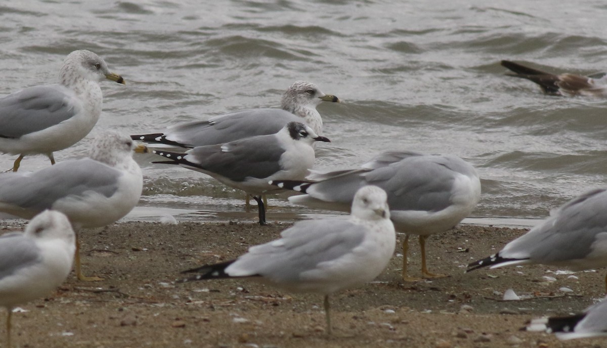 eBird Checklist - 28 Sep 2024 - Lake Springfield--Beach House - 8 species
