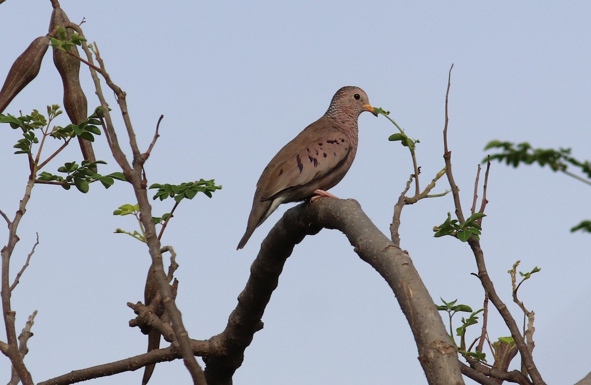eBird Checklist - 28 Sep 2024 - ALULA Observatorio de aves - 30 species