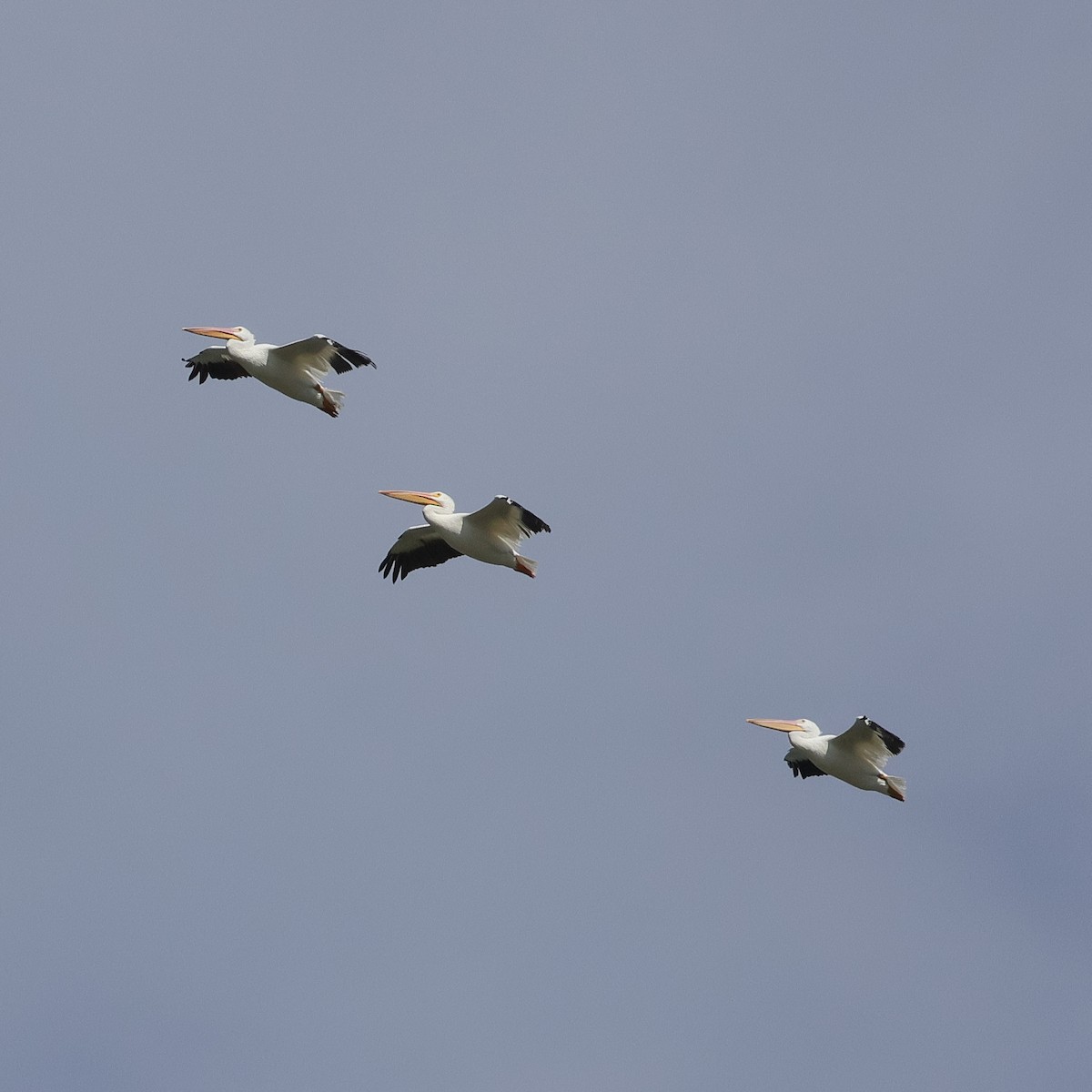 eBird Checklist - 28 Sep 2024 - Hog Island WMA - 71 species (+2 other taxa)
