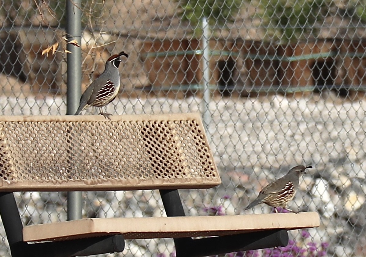 eBird Checklist - 29 Sep 2024 - Henderson Bird Viewing Preserve - 36 ...