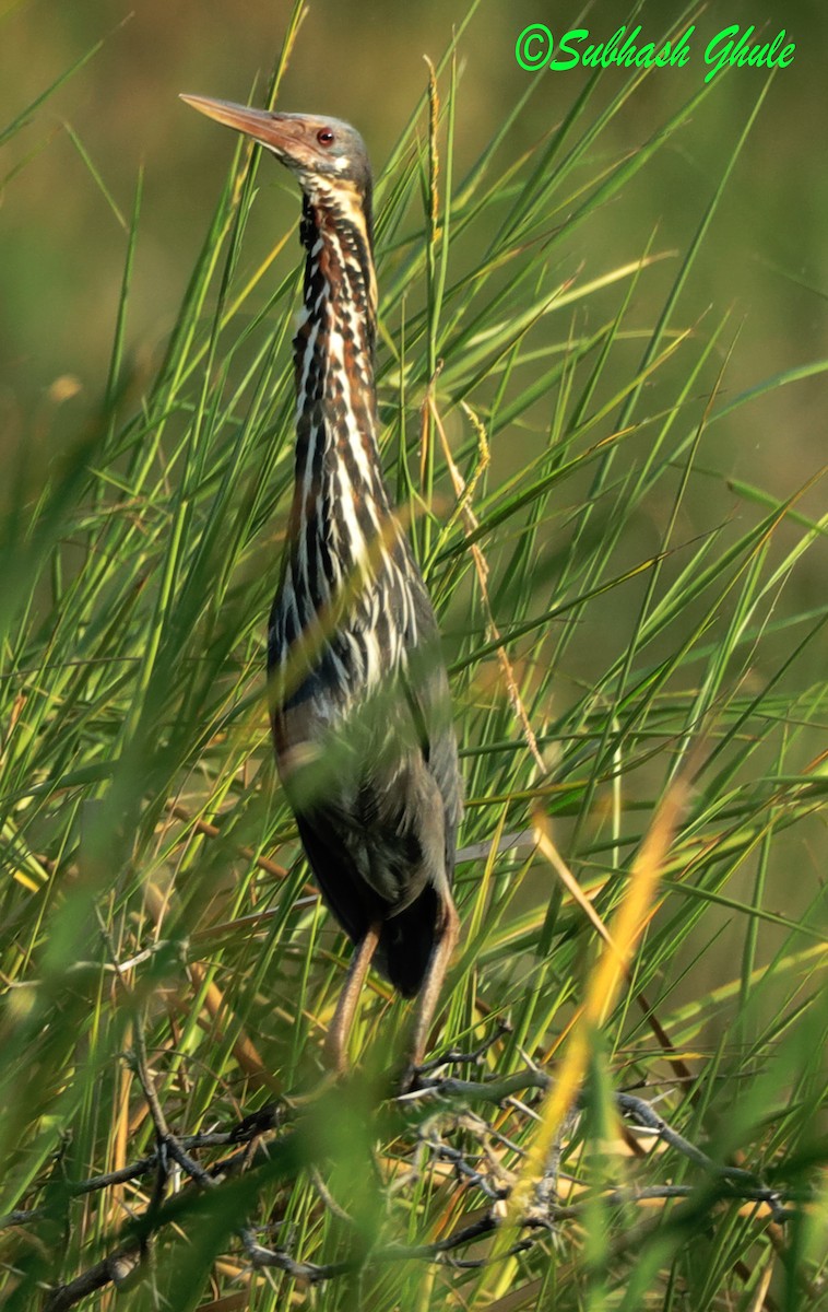 ML624343175 - Black Bittern - Macaulay Library