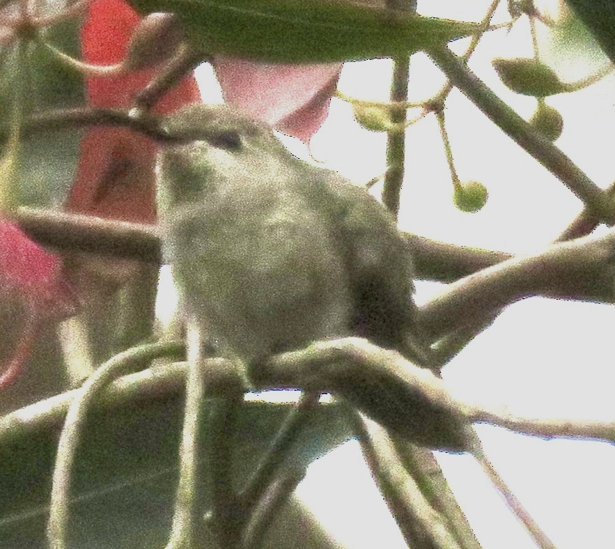 eBird Checklist - 29 Sep 2024 - Fort Miley--Plateau (East Fort Miley ...