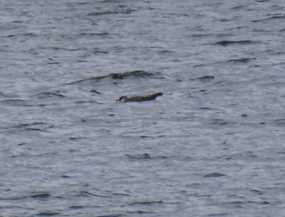 Pennsylvania Bird Atlas Checklist - 30 Sep 2024 - Beltzville SP--Day Use Area - 6 species