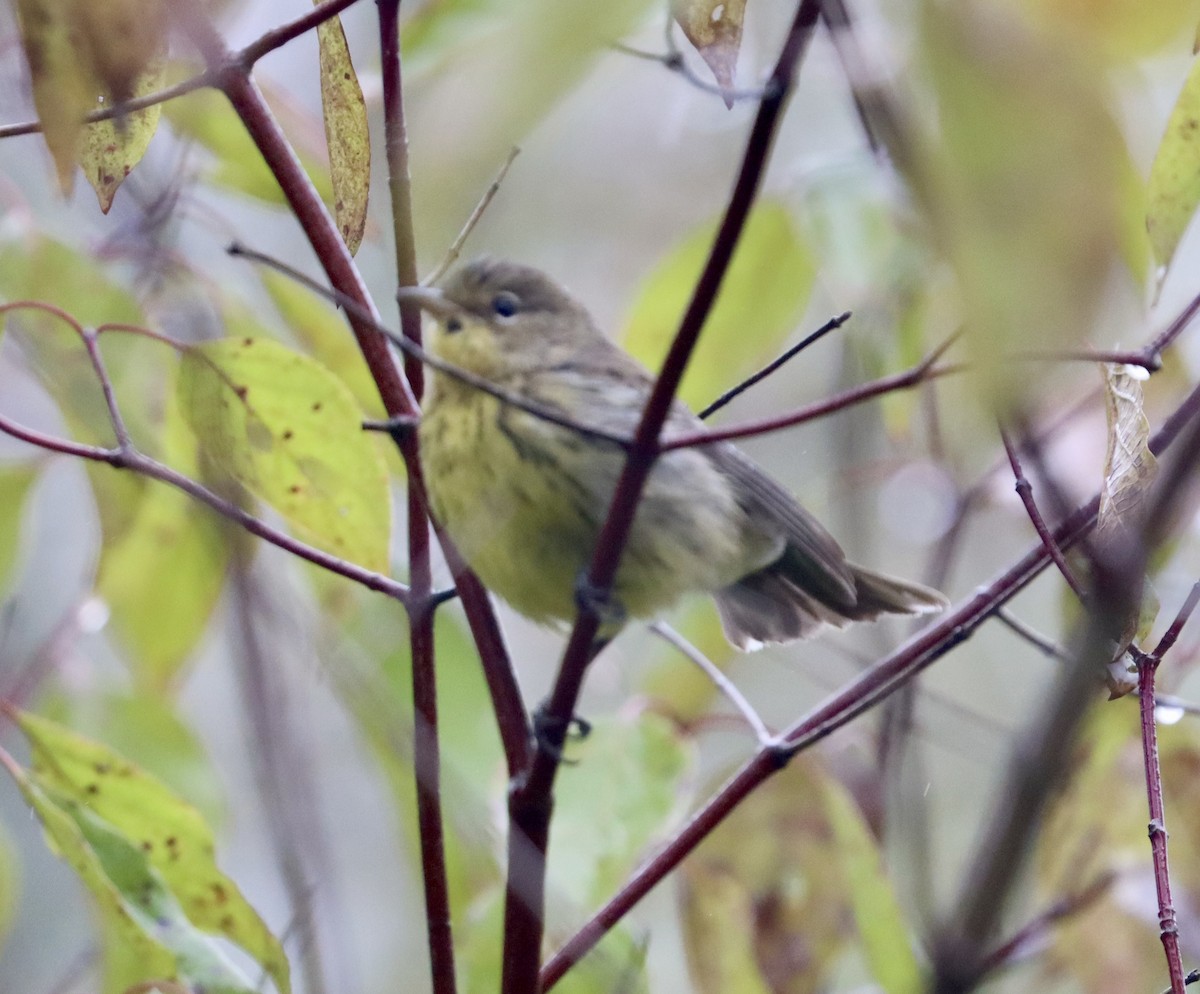 Pennsylvania Bird Atlas Checklist - 30 Sep 2024 - Powdermill Nature ...