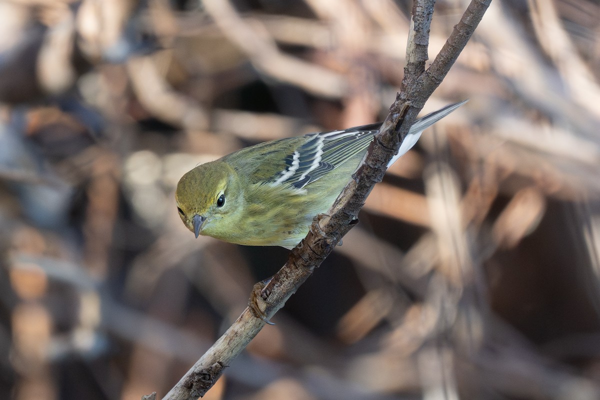 eBird Checklist - 30 Sep 2024 - Henderson Bird Viewing Preserve - 42 ...
