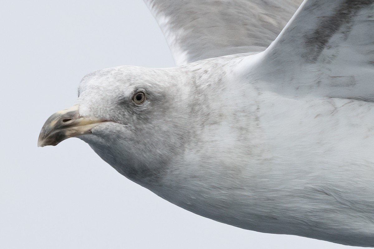 eBird Checklist - 28 Sep 2024 - Lower Nine Mile Bank (SD Co.) - 2 species