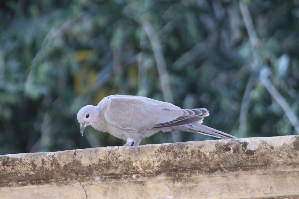 eBird Checklist - 30 Aug 2024 - Hydra Island (Νήσος Ύδρα) - 11 species