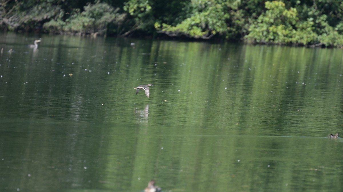 ML624391590 - Garganey - Macaulay Library