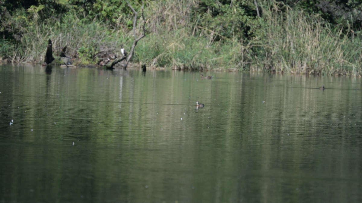 ML624391593 - Garganey - Macaulay Library