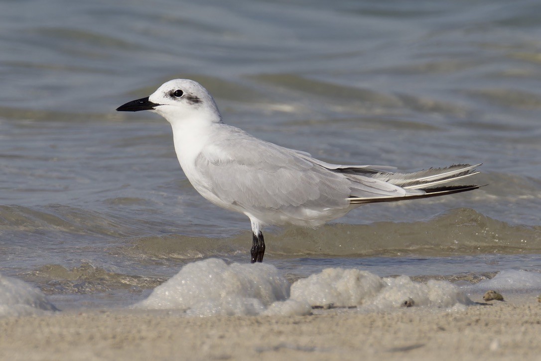 ML624395099 - Gull-billed Tern - Macaulay Library