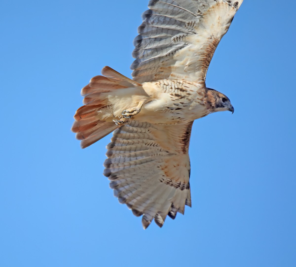 eBird Checklist - 1 Oct 2024 - Jack Sinn WMA--east, Saunders Co - 12 ...
