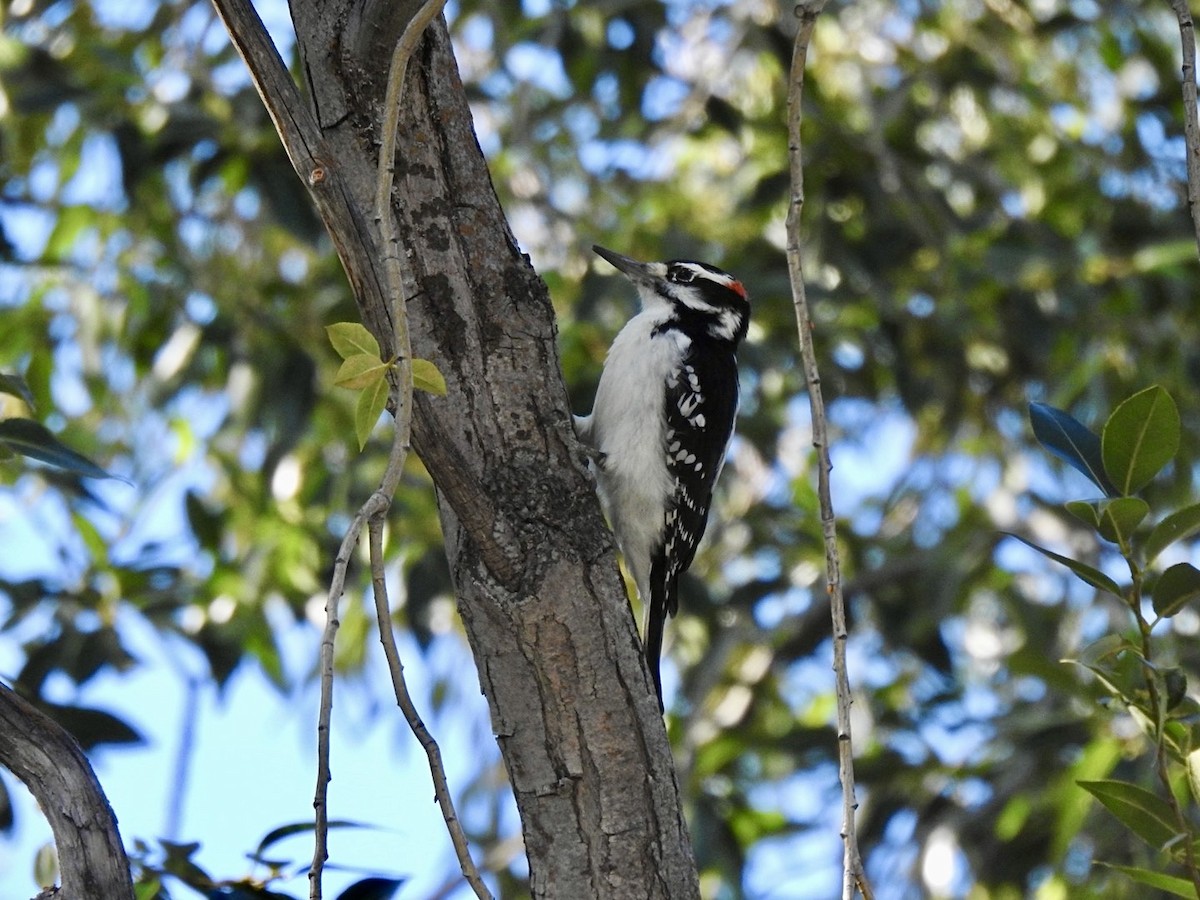 eBird Checklist - 29 Sep 2024 - Banff NP-Bow River Trails, Banff. AB ...