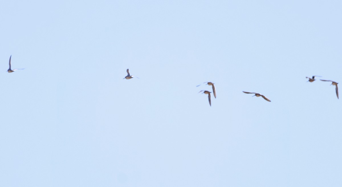 eBird Checklist - 28 Sep 2024 - Lake Skinner County Park - 73 species ...