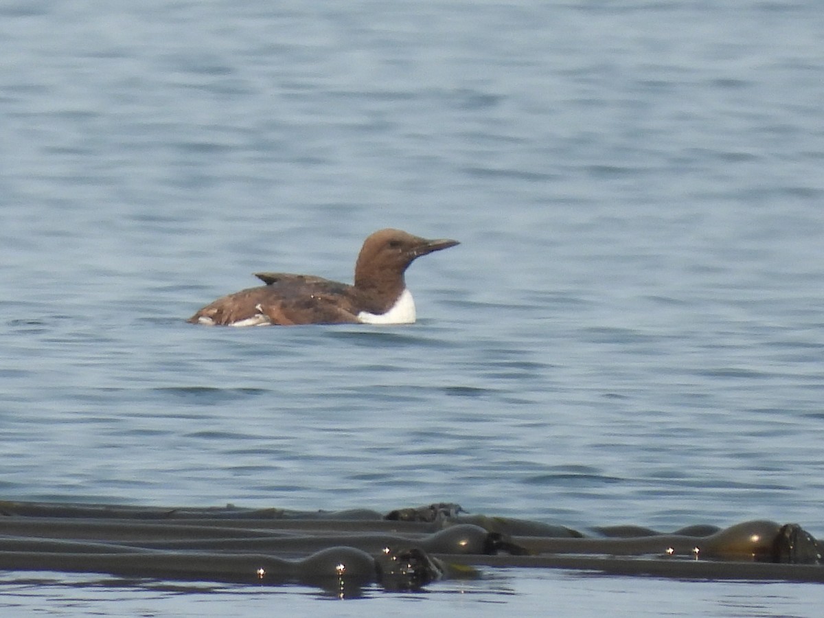 ML624411815 - Common Murre - Macaulay Library