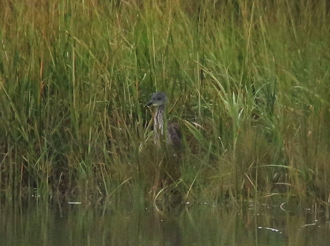 eBird Checklist - 29 Sep 2024 - Parker River NWR - 39 species (+1 other ...