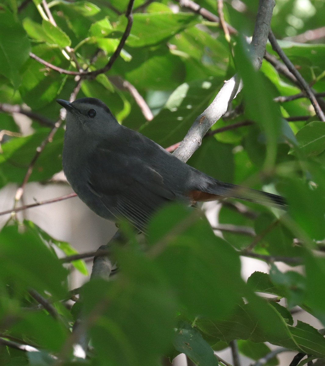 eBird Checklist - 1 Oct 2024 - Shane - 11 species