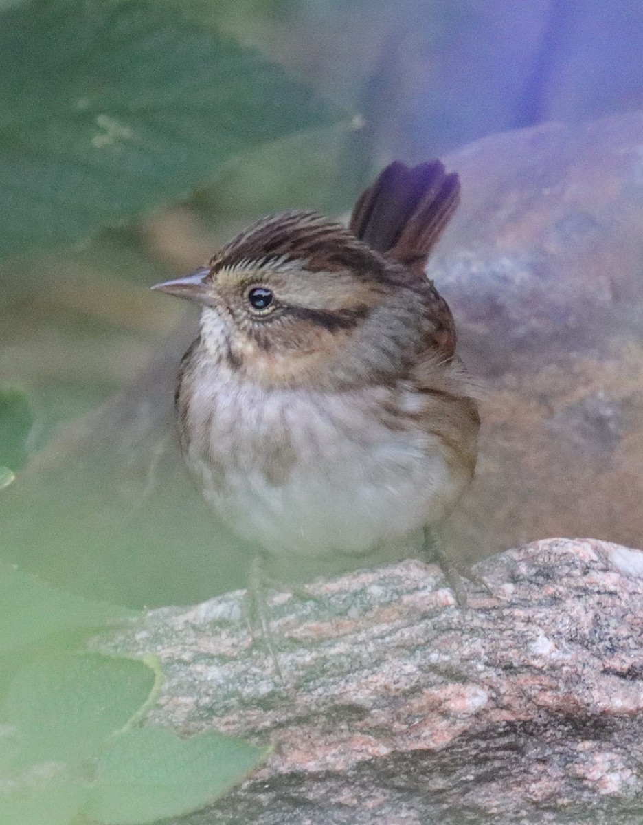 eBird Checklist - 1 Oct 2024 - Shane - 14 species