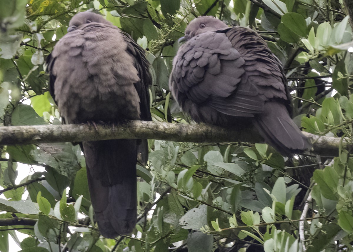 eBird Checklist - 15 Mar 2024 - Amarun Pakcha Cultural Research and ...