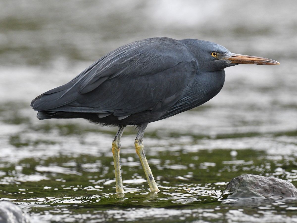 eBird Checklist - 2 Oct 2024 - Purau - 11 species
