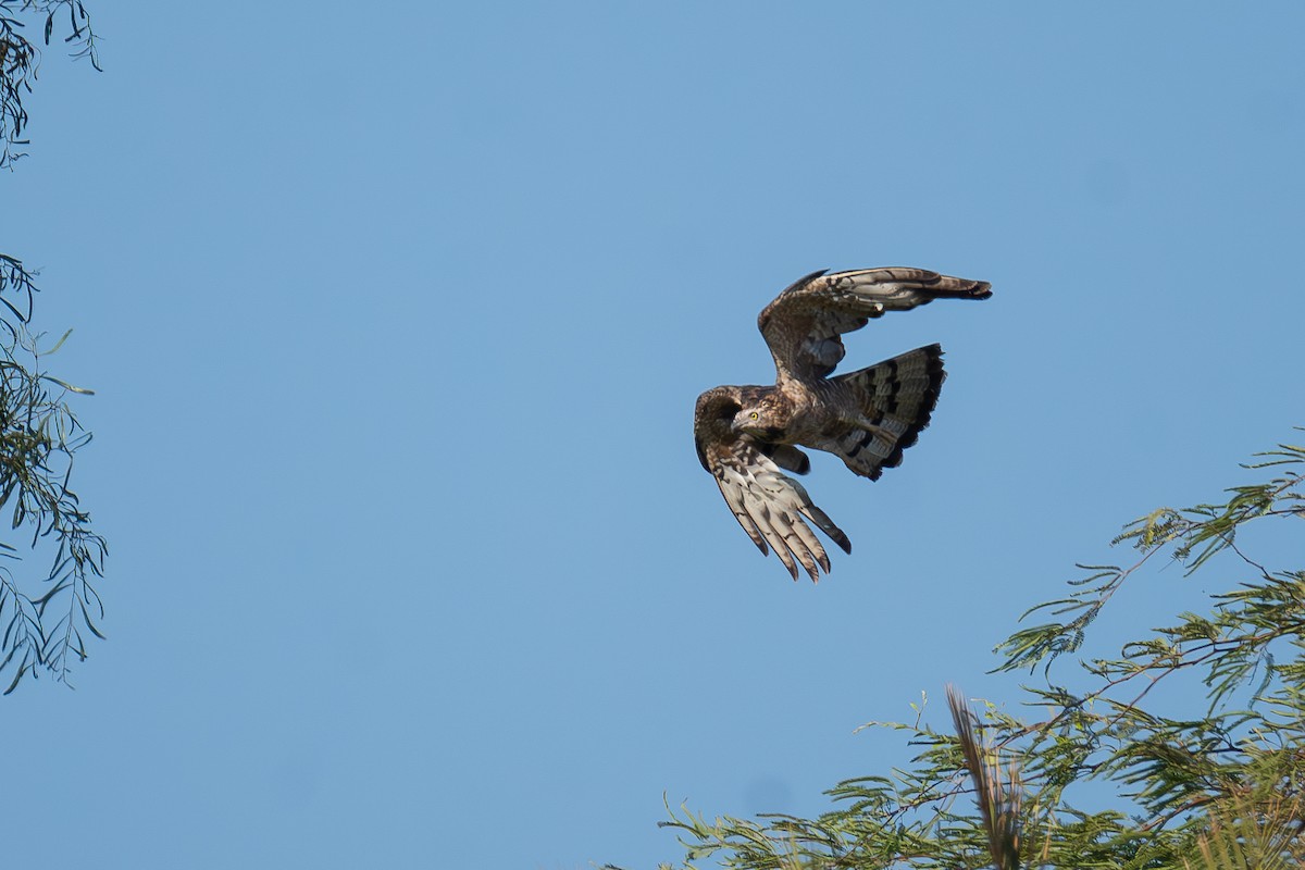 eBird Checklist - 30 Sep 2024 - International Birding and Research ...