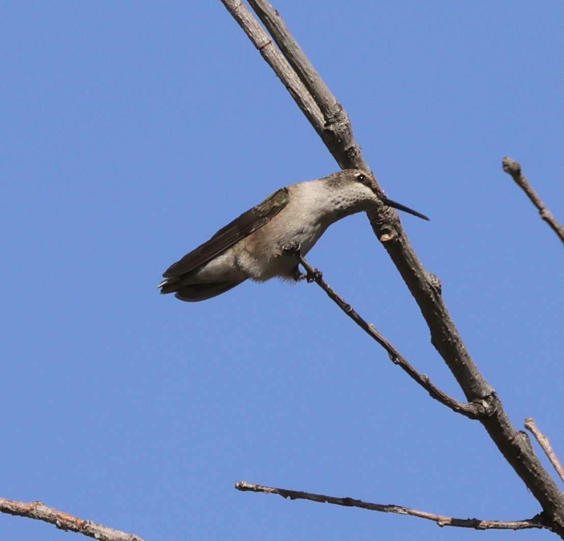 eBird Checklist - 1 Oct 2024 - Waneka Lake/Greenlee Preserve - 23 species