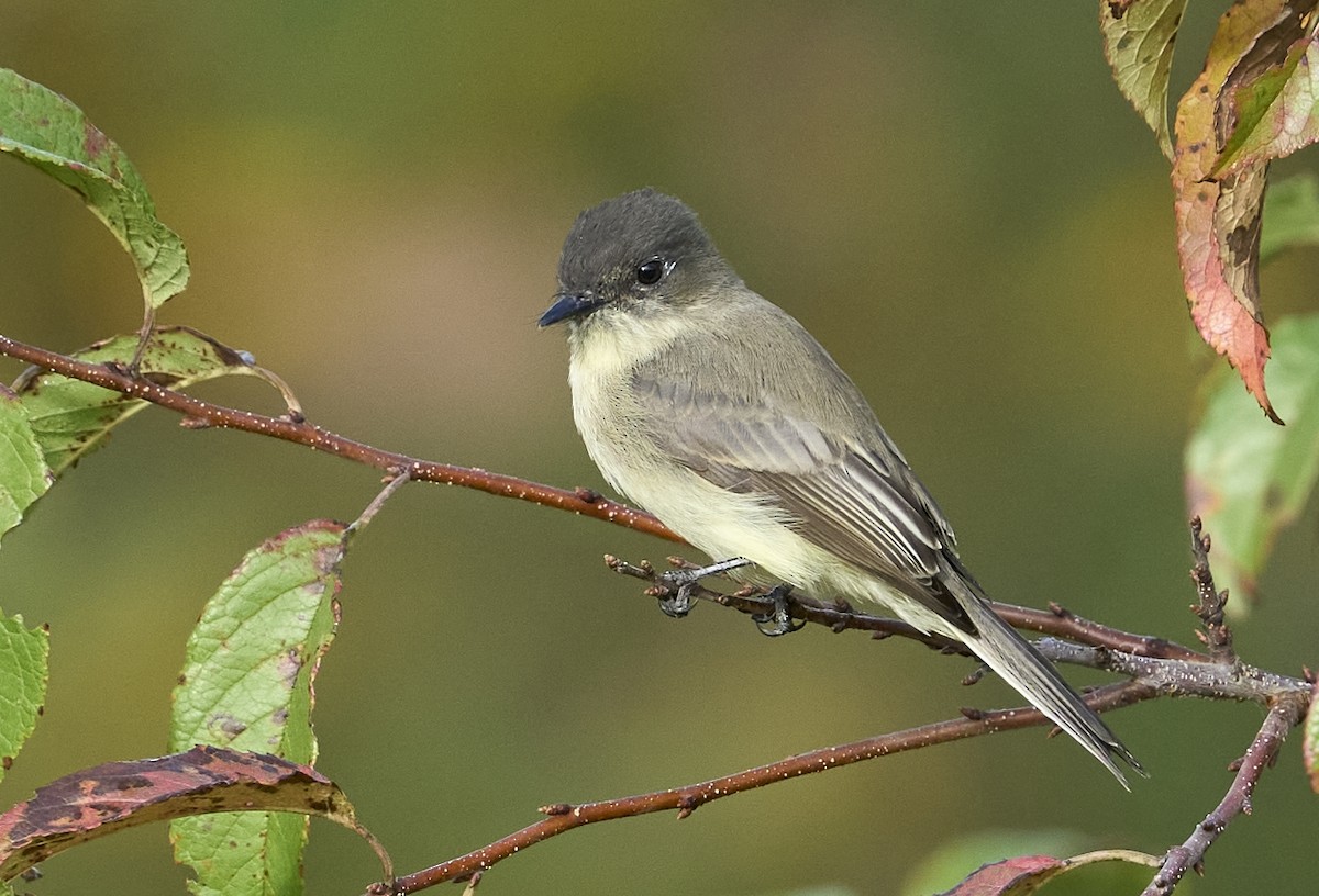 eBird Checklist - 2 Oct 2024 - Snake Den Farm - 36 species
