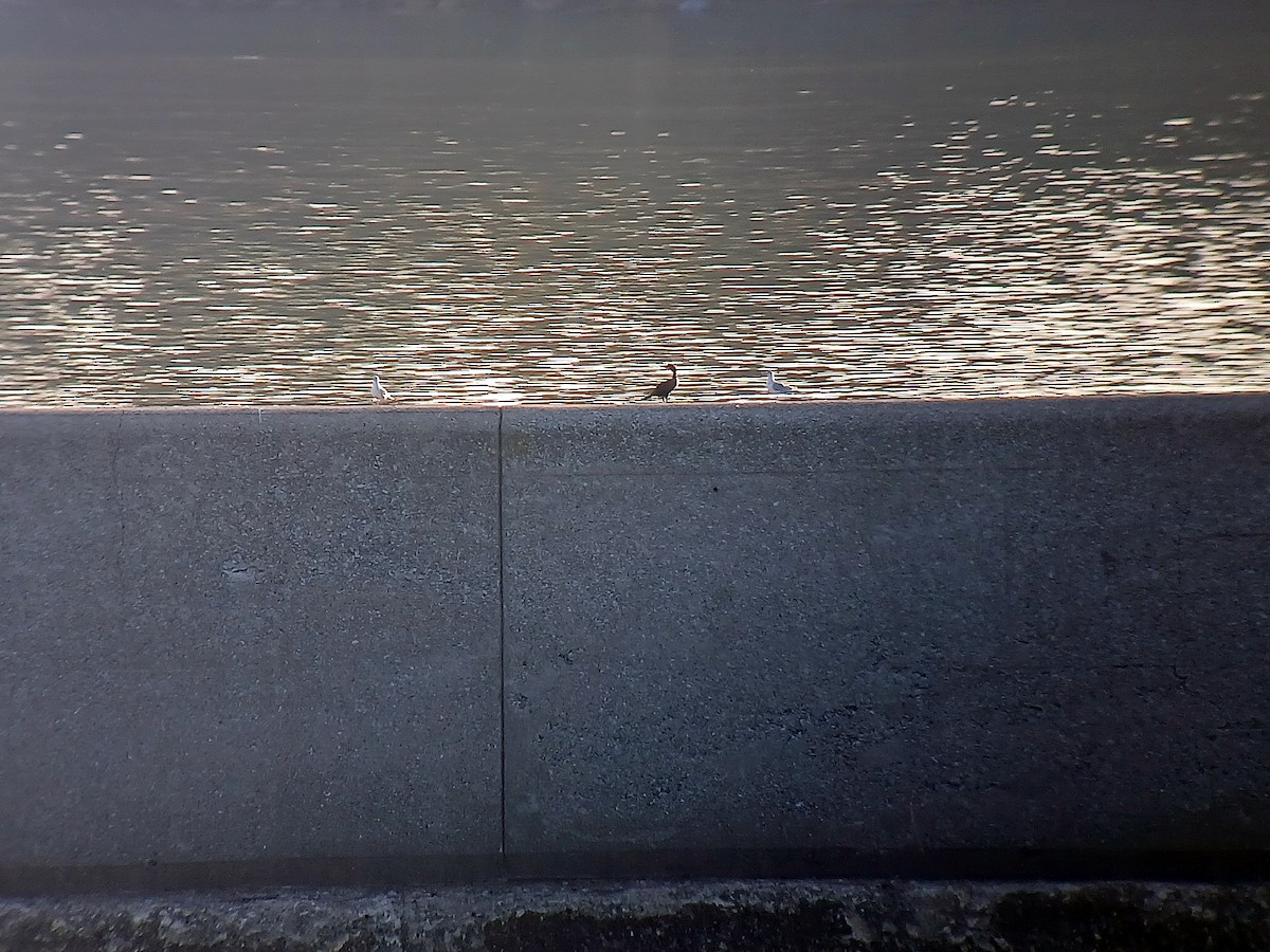 ML624427839 - Neotropic Cormorant - Macaulay Library