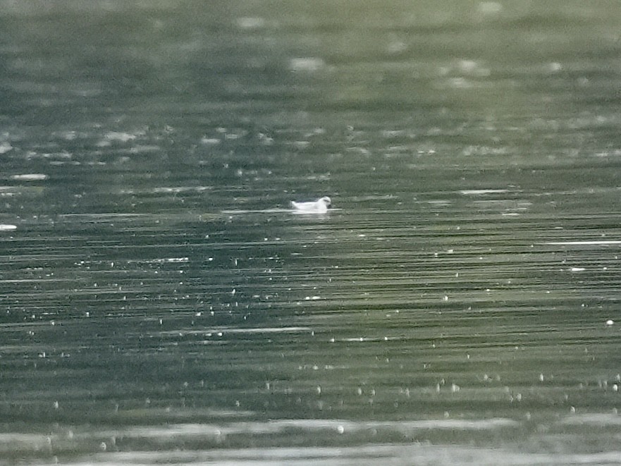 eBird Checklist - 2 Oct 2024 - C&O Canal--Violette's Lock - 20 species