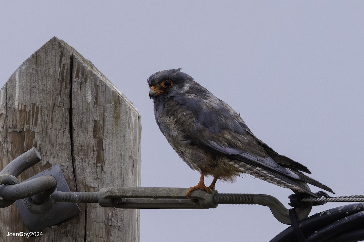 eBird Checklist - 1 Oct 2024 - Llagostera--Pla de Panedes - 1 species