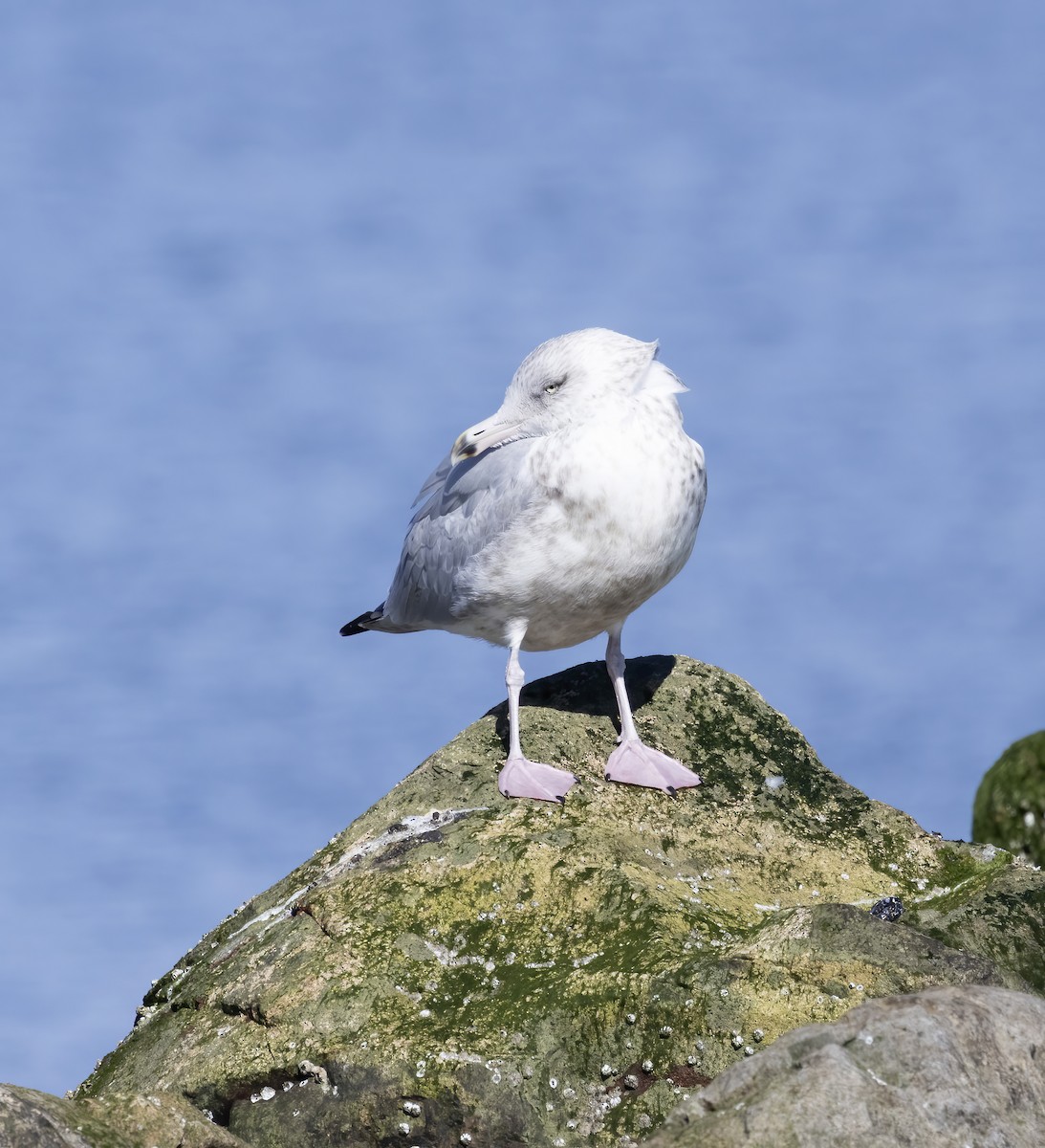 eBird Checklist - 2 Oct 2024 - Strait of Georgia - Sandheads to US ...