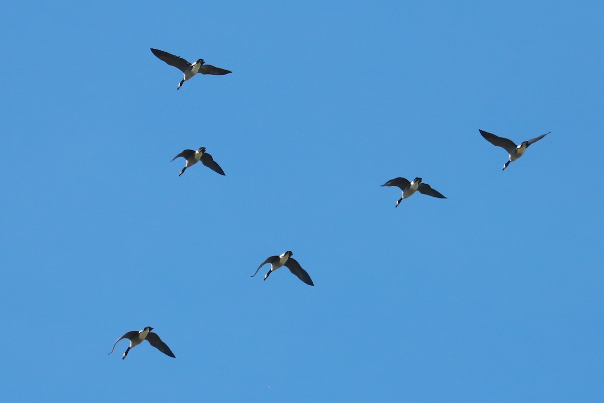 Pennsylvania Bird Atlas Checklist - 3 Oct 2024 - 399 Upper Georges Valley Rd, Spring Mills US-PA ...