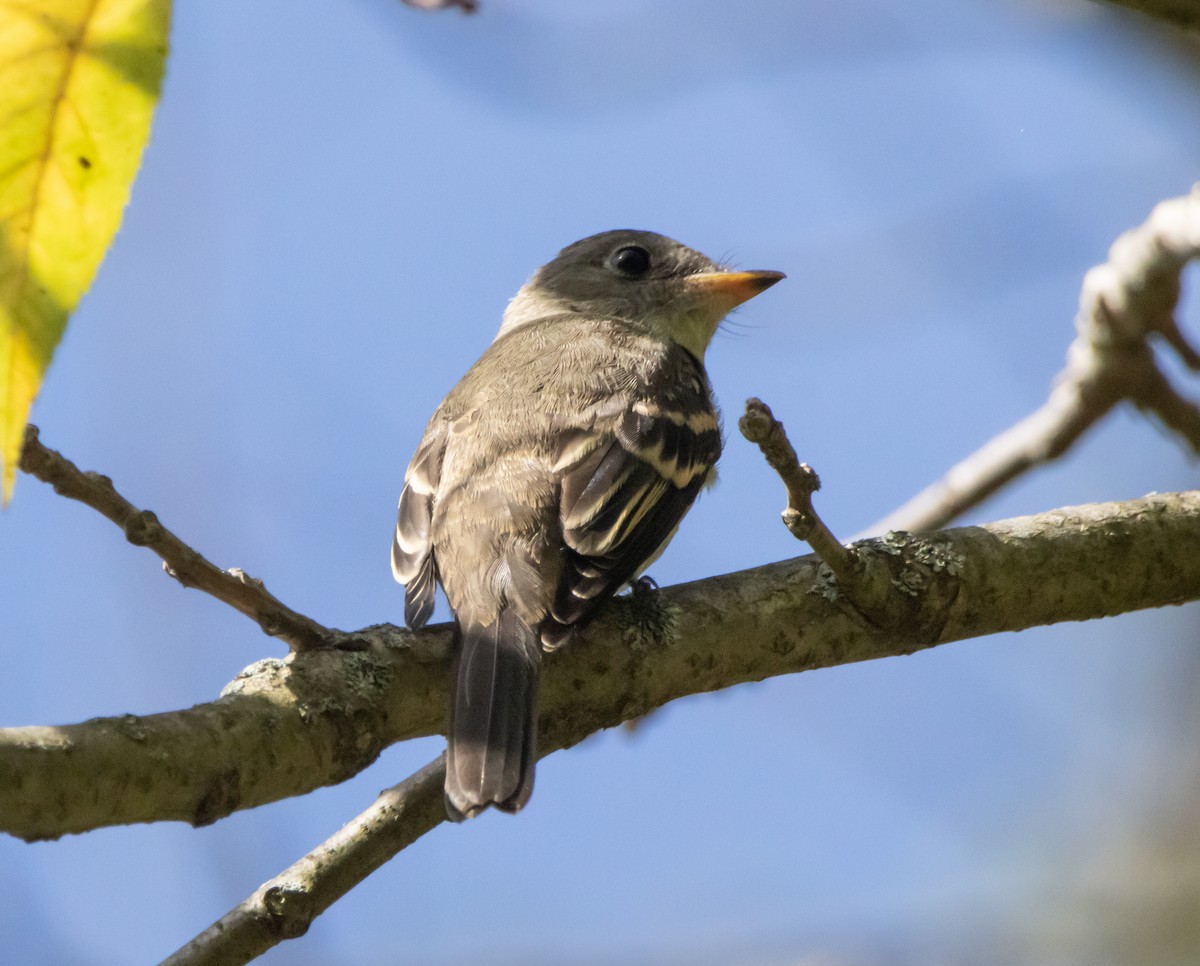 Pennsylvania Bird Atlas Checklist - 3 Oct 2024 - Moraine SP, 300 Park ...