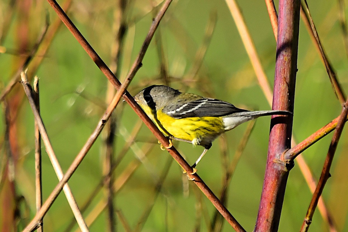 eBird Checklist - 3 Oct 2024 - Hiller Park - 8 species