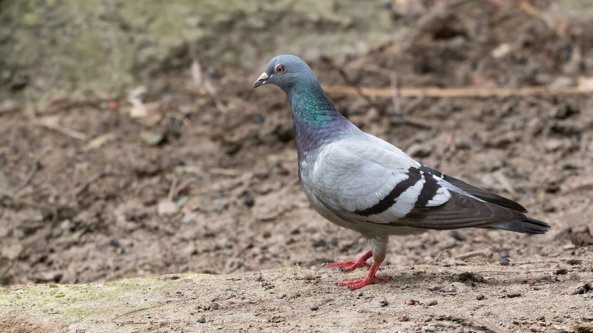 ML624492770 - Rock Pigeon (Feral Pigeon) - Macaulay Library
