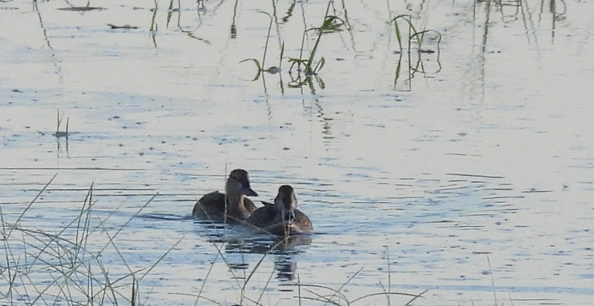 eBird Checklist - 4 Oct 2024 - Hernando County Airport Water ...