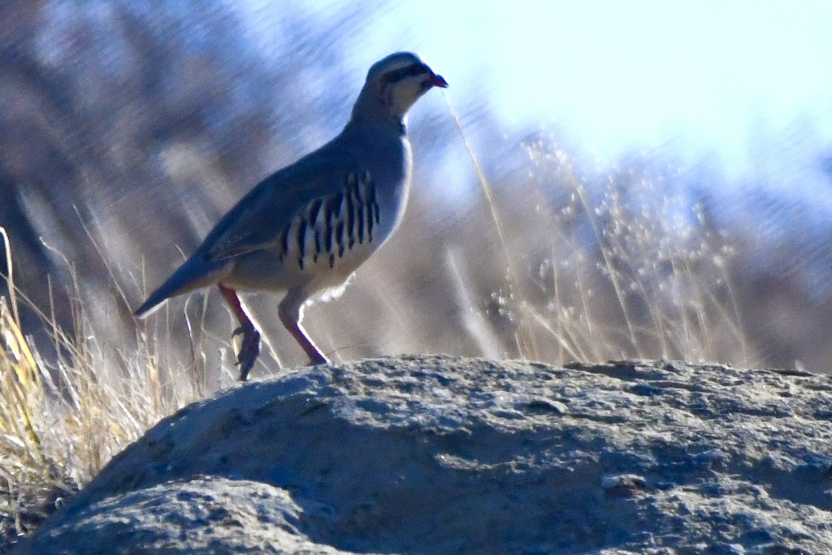 ML624510286 - Chukar - Macaulay Library
