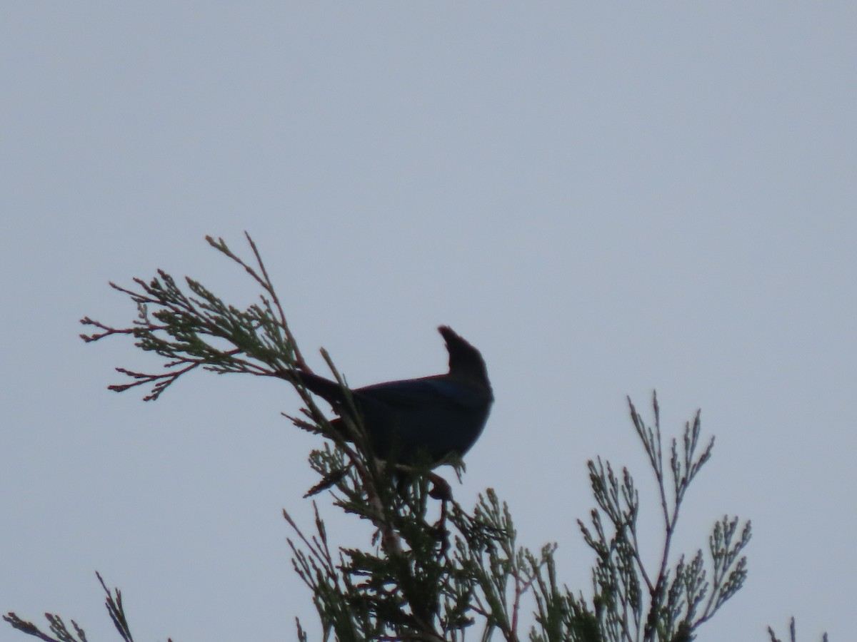 eBird Checklist - 4 Oct 2024 - Vancouver--Hadden & Vanier Parks - 17 ...