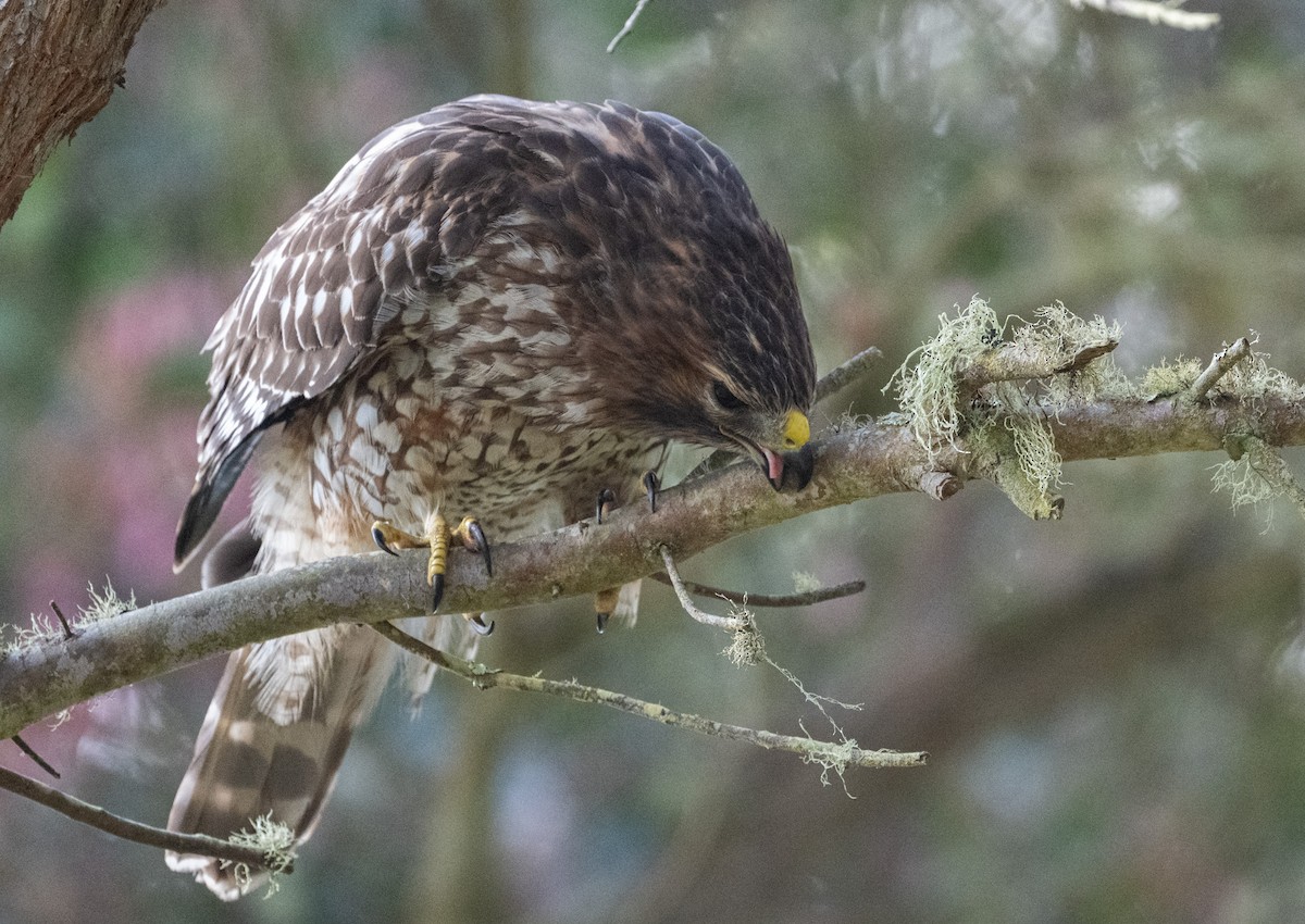 eBird Checklist - 4 Oct 2024 - Fort Miley--Plateau (East Fort Miley ...
