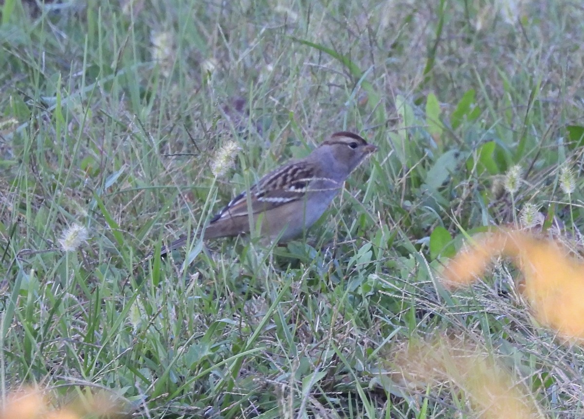 eBird Checklist - 4 Oct 2024 - Hisle Farm Park - 29 species