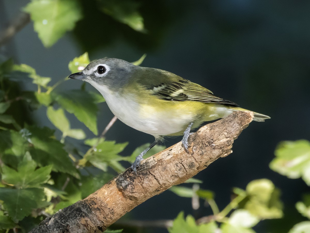 eBird Checklist - 4 Oct 2024 - Swanson Yard - 16 species