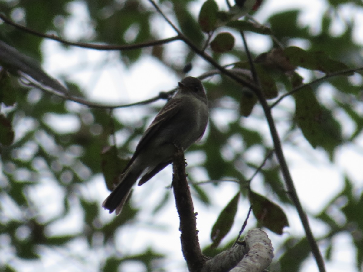 eBird Checklist - 4 Oct 2024 - Hitchcock Woods - 39 species